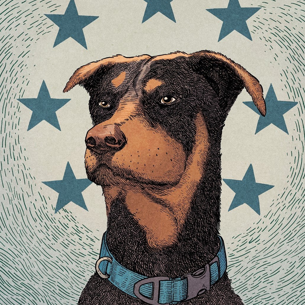 ANIMAL POUND #2 First Look - BOOM! Studios