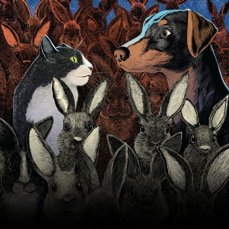 Animal Pound – BOOM! Studios